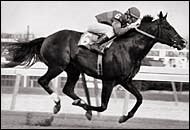 Champion Star de Naskra Euthanized - BloodHorse