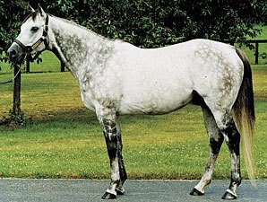 Monarchos Back at Nuckols Farm - BloodHorse