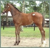 Sunday Silence Colt Brings Nearly $2.8 Million In Japan - BloodHorse