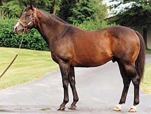 Pedigree Analysis: Doubling Down On Danzig - BloodHorse