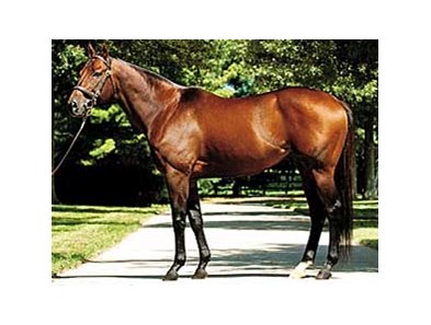 Candy Ride Sires First Winner - BloodHorse