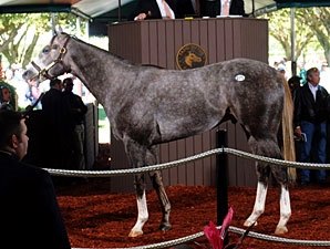 Unbridled's Song Colt Brings $1.1M - BloodHorse