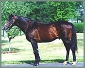 Leading Sire Danzig Pensioned at Claiborne - BloodHorse