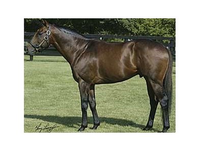 Ghostzappers Standing Out at Saratoga - BloodHorse