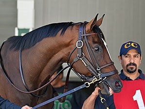 Tonalist - Horse Profile - BloodHorse