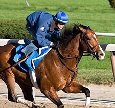 Grade I Winner Discreet Cat Retired to Darley - BloodHorse