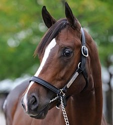 Storm Cat Progeny Make September Sale Special - BloodHorse