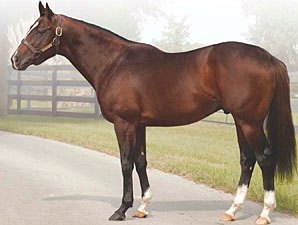 Florida Stallion Three Wonders Dead - BloodHorse