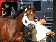 Afleet Alex Arrives at Belmont Park - BloodHorse