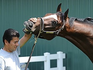 Tonalist - Horse Profile - BloodHorse