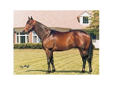 Roar to Stand in Argentina - BloodHorse