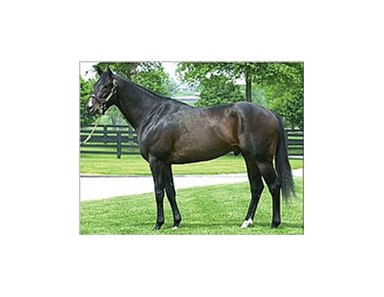 Yonaguska Weanling Tops Sunday Keeneland Session - BloodHorse