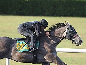 Filly From Eight Belles' Family Blazes at OBS - BloodHorse