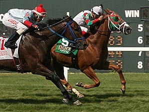 Tightend Touchdown - Horse Profile - BloodHorse