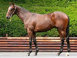 Shamardal Colt Leads Arqana Opener - BloodHorse