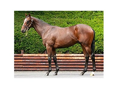 Shamardal Colt Leads Arqana Opener - BloodHorse