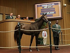 Distorted Humor Colt Surpasses $1.5 Million - BloodHorse