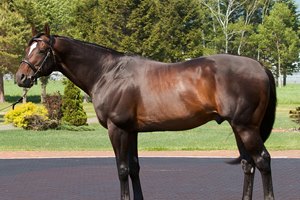 Catching Up With Southern Phantom - Slideshow - BloodHorse