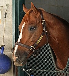 Tapiture - Horse Profile - BloodHorse