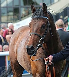 Al Kazeem Back to Stud in 2016 - BloodHorse