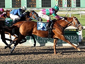 Dolphus - Horse Profile - BloodHorse