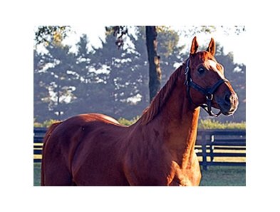 Another Feat for Curlin - BloodHorse