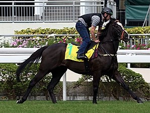 Sole Power (GB) - Horse Profile - BloodHorse