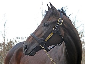 Uncle Mo - Horse Profile - BloodHorse