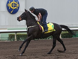 Sole Power (GB) - Horse Profile - BloodHorse