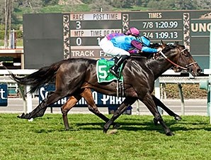 Bolo - Horse Profile - BloodHorse