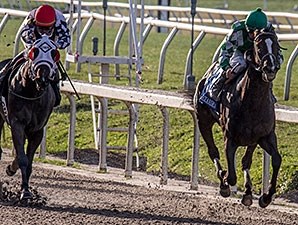 Venus Valentine - Horse Profile - BloodHorse