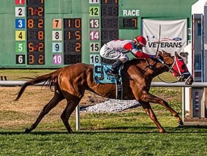 Oscar Nominated - Horse Profile - BloodHorse