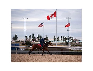 Woodbine's new Tapeta track open for training - BloodHorse