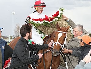 Oscar Nominated - Horse Profile - BloodHorse