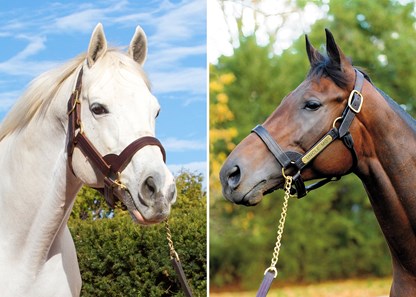 Uncle Mo - Horse Profile - BloodHorse