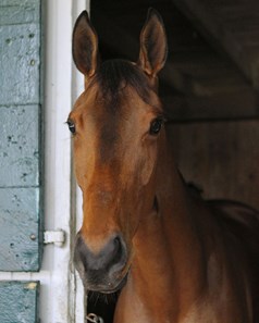 Dothraki Queen - Horse Profile - BloodHorse