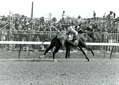 Spectacular Bid - Horse Profile - BloodHorse
