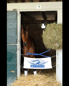 Dothraki Queen - Horse Profile - BloodHorse