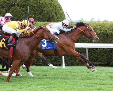 Vyjack - Horse Profile - BloodHorse