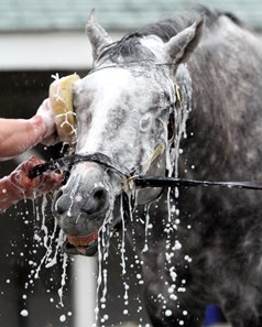 Creator - Horse Profile - BloodHorse