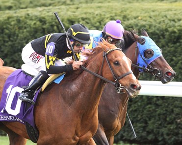 Undrafted - Horse Profile - BloodHorse