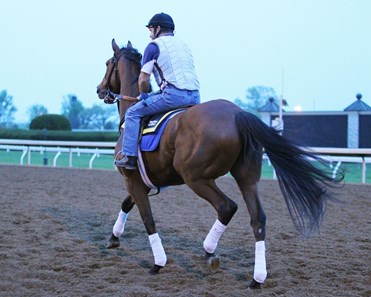 Twilight Eclipse - Horse Profile - BloodHorse