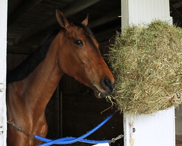 Dothraki Queen - Horse Profile - BloodHorse