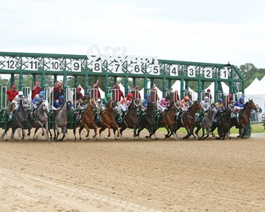 Creator - Horse Profile - BloodHorse