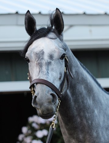 Airdrie Stud Sets 2017 Fees - BloodHorse