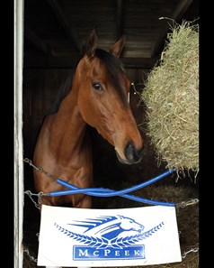 Dothraki Queen - Horse Profile - BloodHorse