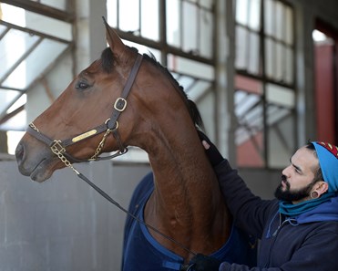 Vyjack - Horse Profile - BloodHorse
