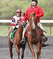 Oscar Nominated - Horse Profile - BloodHorse