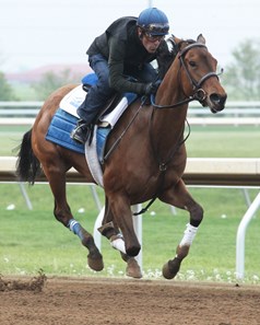 Dothraki Queen - Horse Profile - BloodHorse