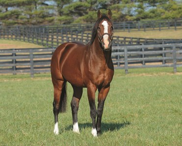 Union Rags - Horse Profile - BloodHorse
